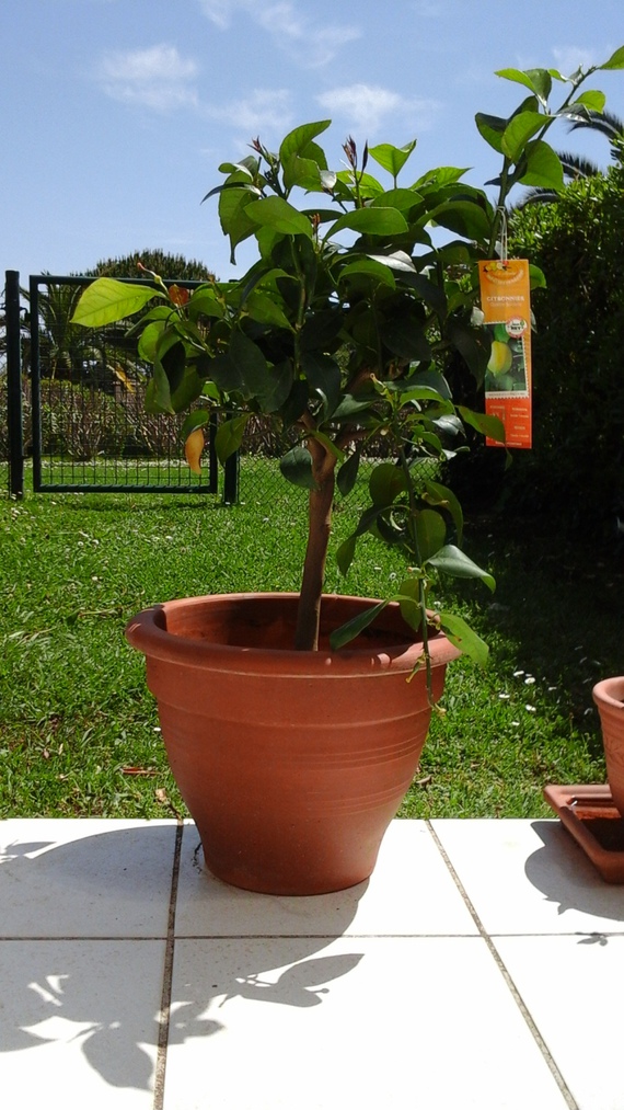 Citronnier nain