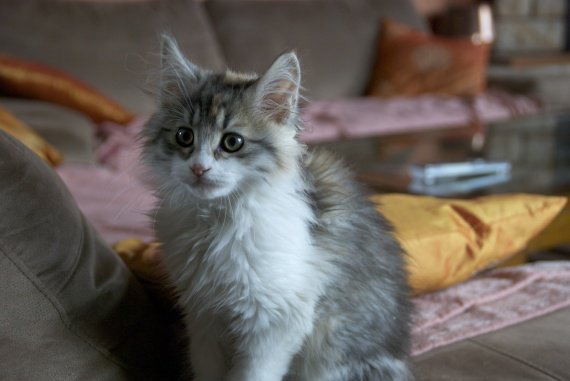 Compagnon pour Maine Coon? - Chats - FORUM Animaux - Doctissimo