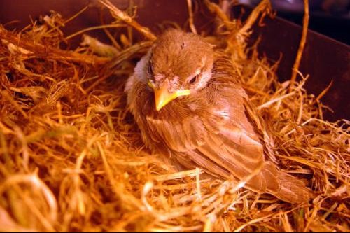 bb oiseau tombé du nid (chute d'environ 8 m) - Oiseaux - FORUM Animaux ...