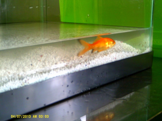 mon poisson rouge fait des aller retour toute la journée???