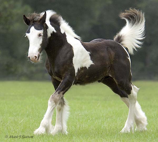 Pin on Race Irish Cob, Gypsy Cob, Cob Irlandais, Tinker - Cheval de ...