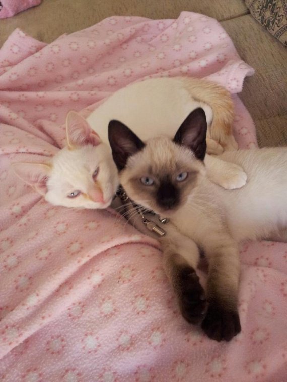 Comportement de deux chatons entre eux