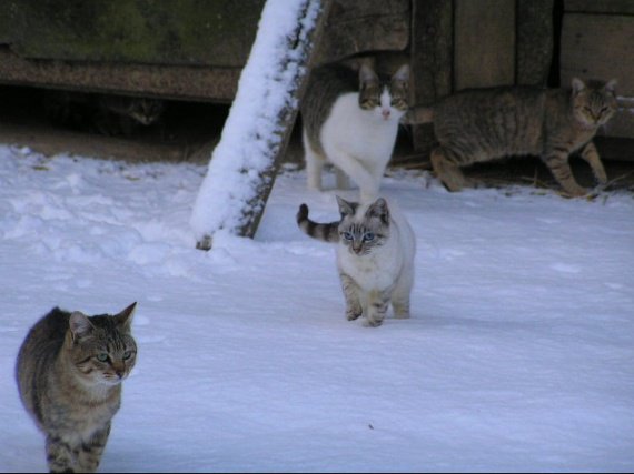 Les chats et la neige ...