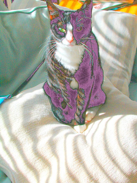 concours de beauté des chat violet - Chats - FORUM Animaux - Doctissimo