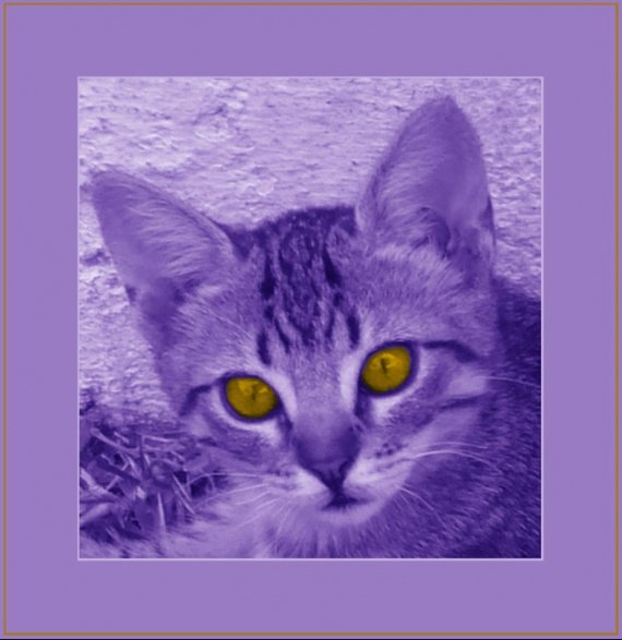 concours de beauté des chat violet - Chats - FORUM Animaux - Doctissimo