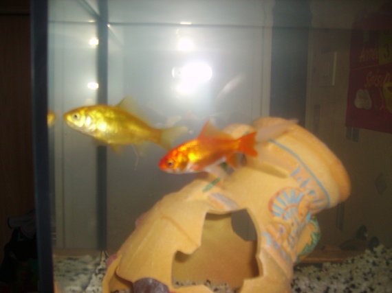 2 Poissons rouges dans un 20 litres HELP - Aquariums et vivariums ...