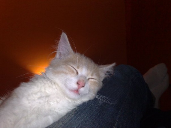 Mon chat fait des truc Chelou, est-ce normal ? - Chats - FORUM Animaux ...