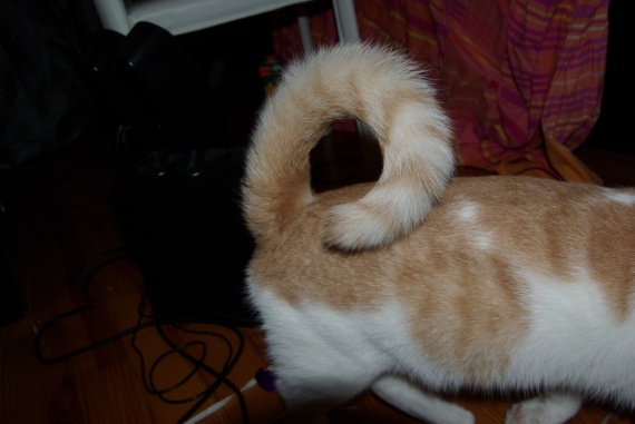 chat qui baisse plus sa queue