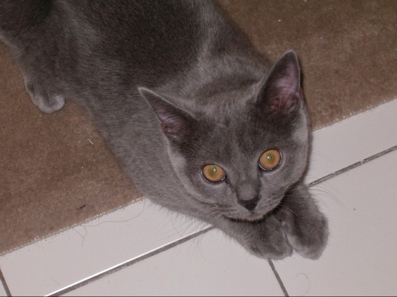 Post spécial chat bleu - Chats - FORUM Animaux - Doctissimo