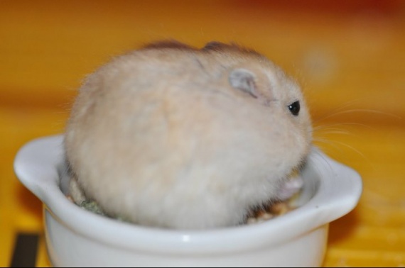 hamster nain obèse